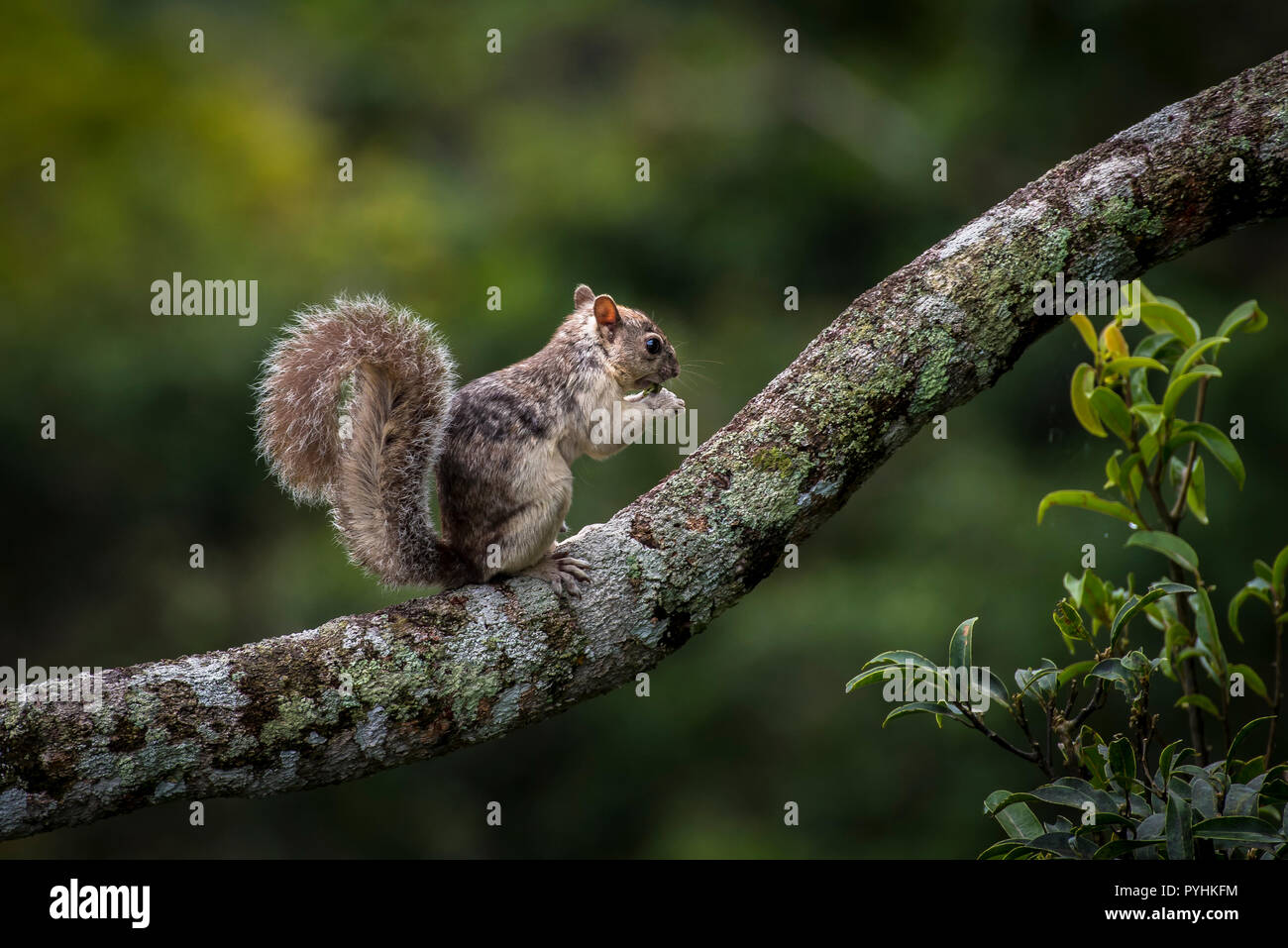 Panama rainforest wildlife hi-res stock photography and images - Alamy
