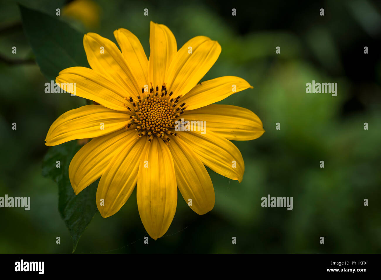 Flora natural background hi-res stock photography and images - Alamy