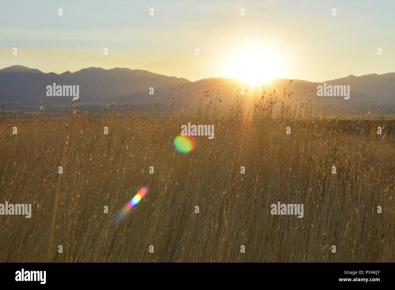 A mountain sunset in Utah through a yellow grain field Stock Photo - Alamy