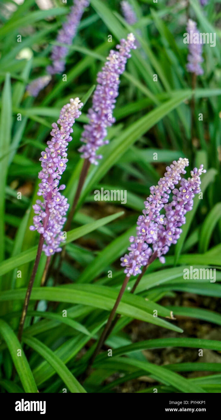 Blue lily hi-res stock photography and images - Alamy