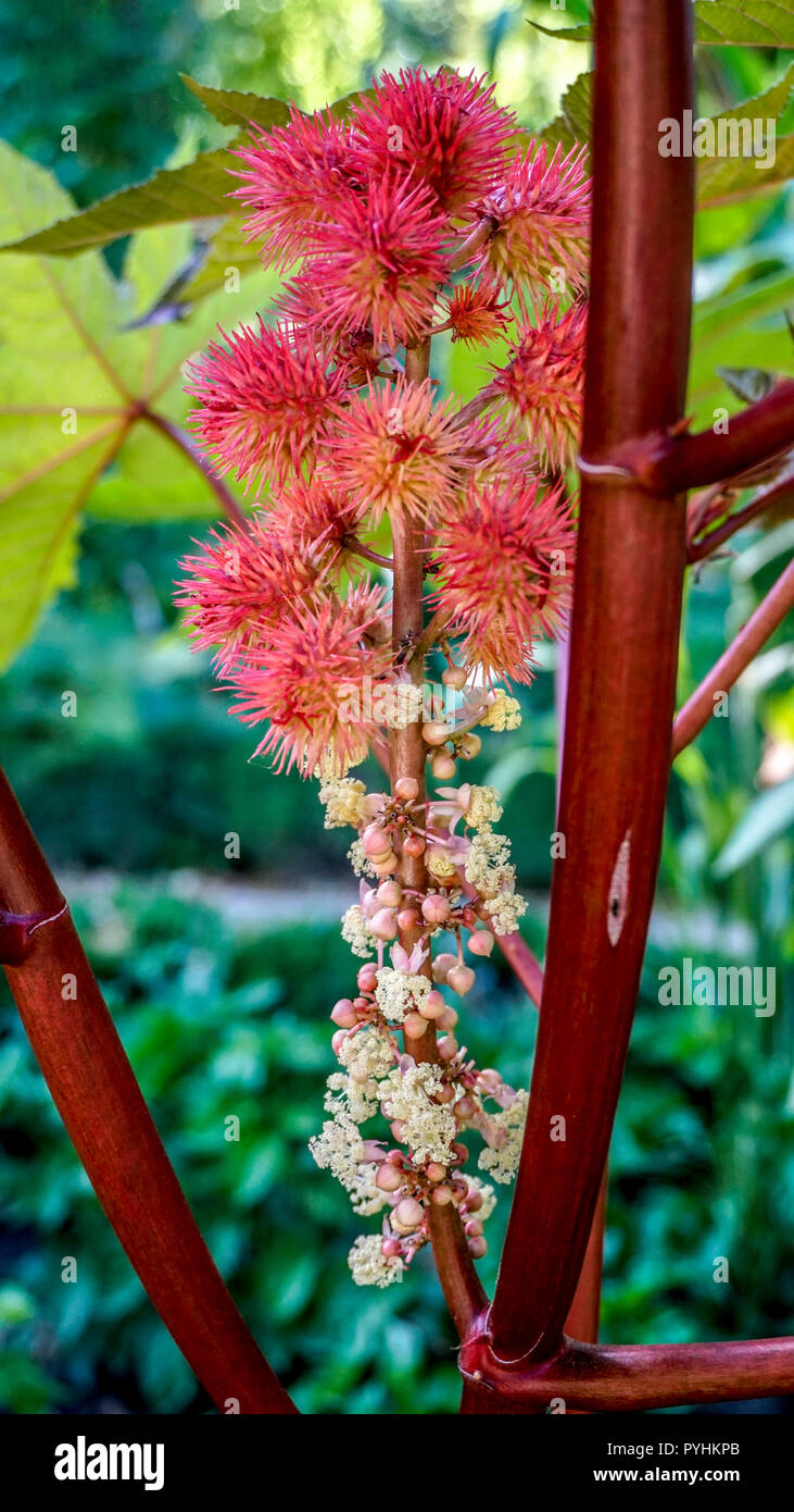 Castor Oil plant closeup 2 Stock Photo - Alamy