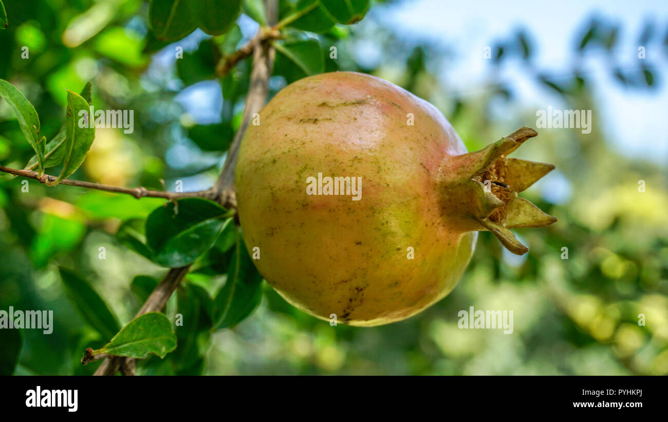 Unripe pomegranates hi-res stock photography and images - Alamy
