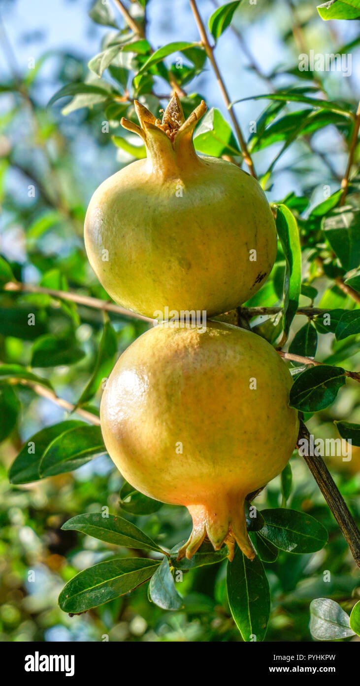 Pomegranate Fruit Tree closeup 3 Stock Photo - Alamy