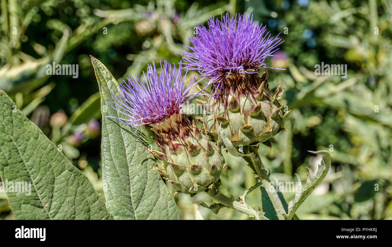 Thistle flowers hi-res stock photography and images - Alamy