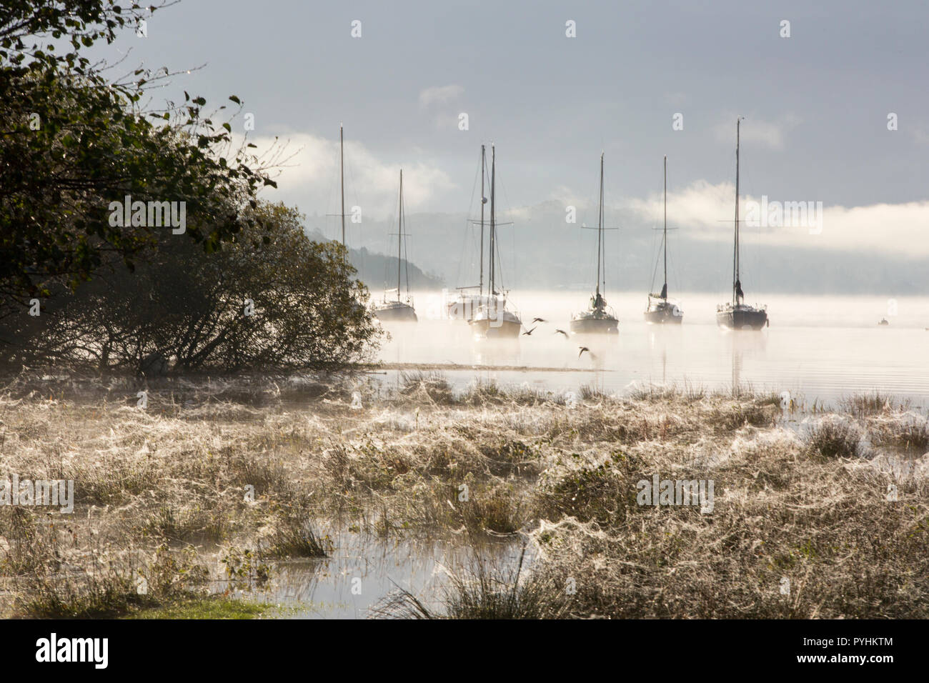 Spiders webs covered with dew hi-res stock photography and images - Alamy