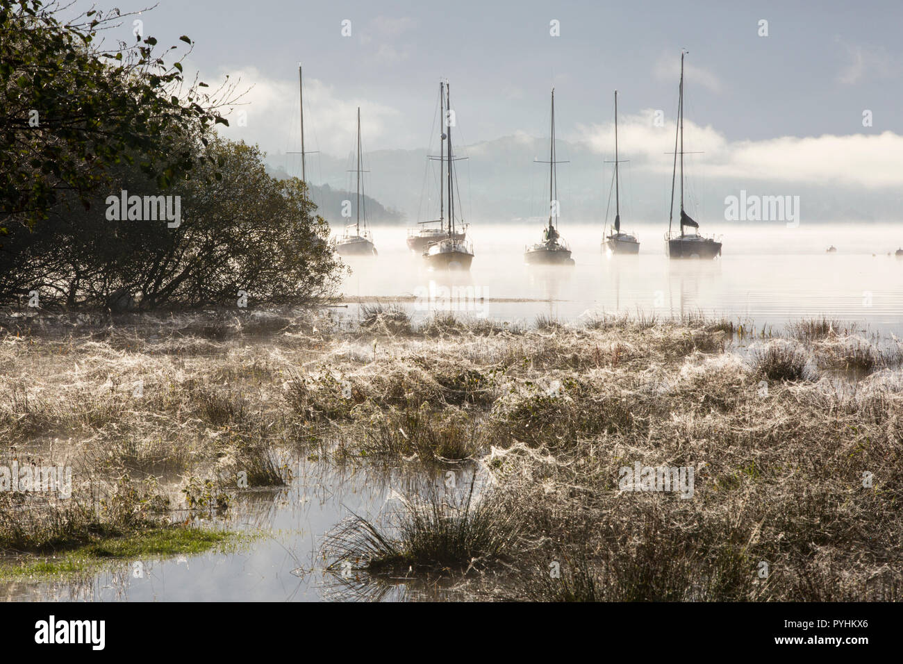 Spiders webs covered in dew at the head of Lake Windermere, in ...