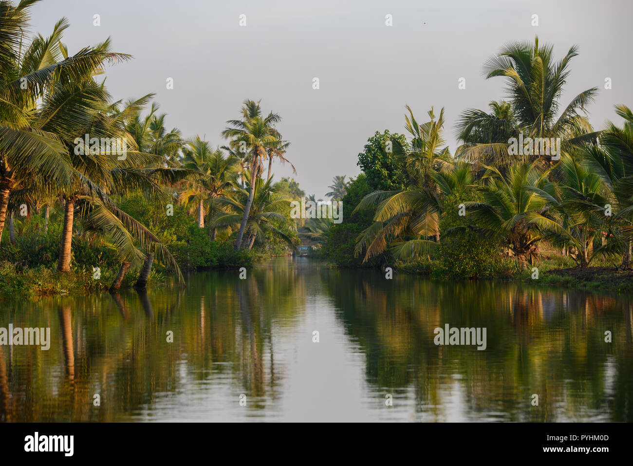 Kerala backwaters tree reflections hi-res stock photography and images ...