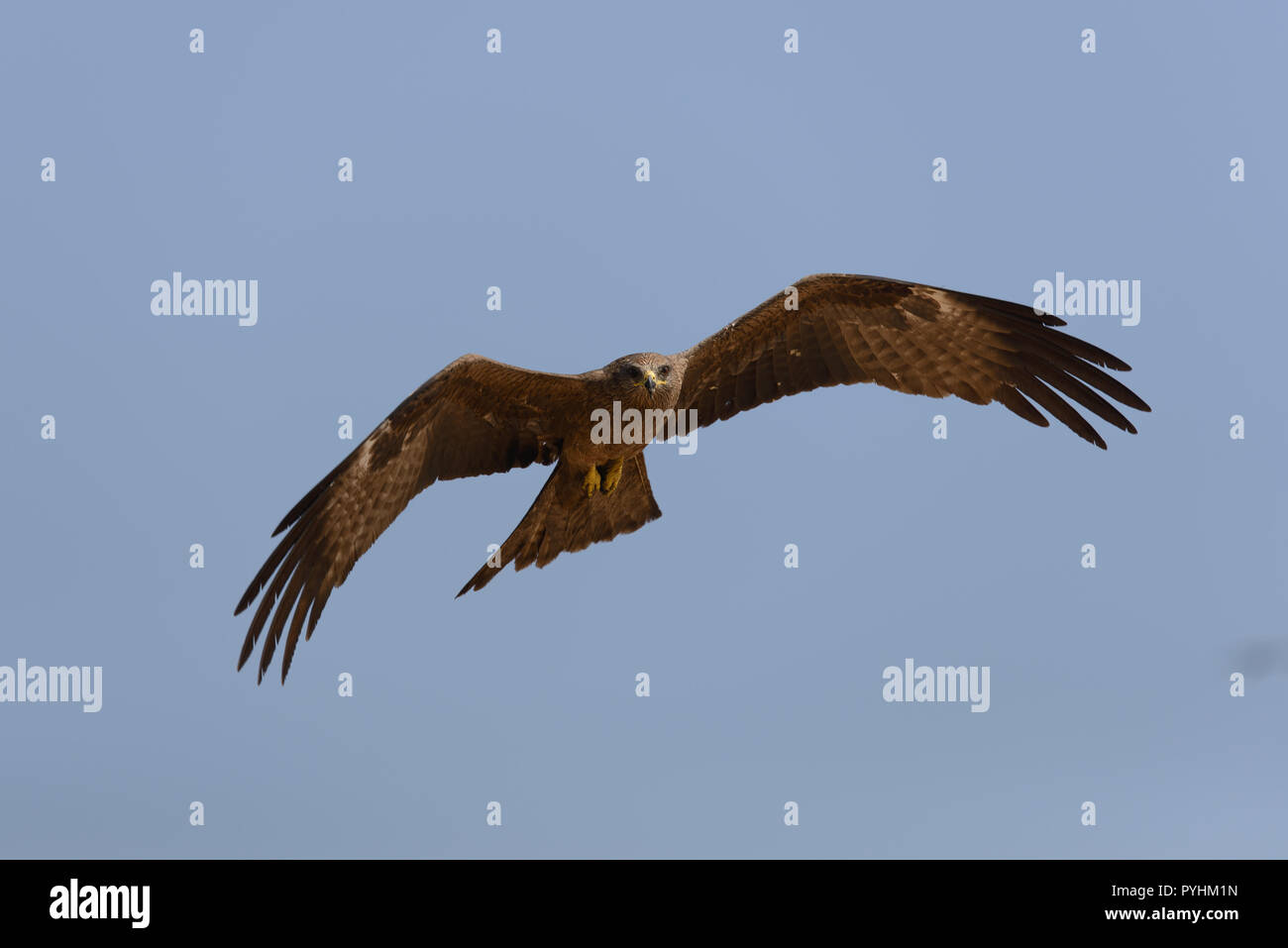 Indian eagle flying hi-res stock photography and images - Alamy