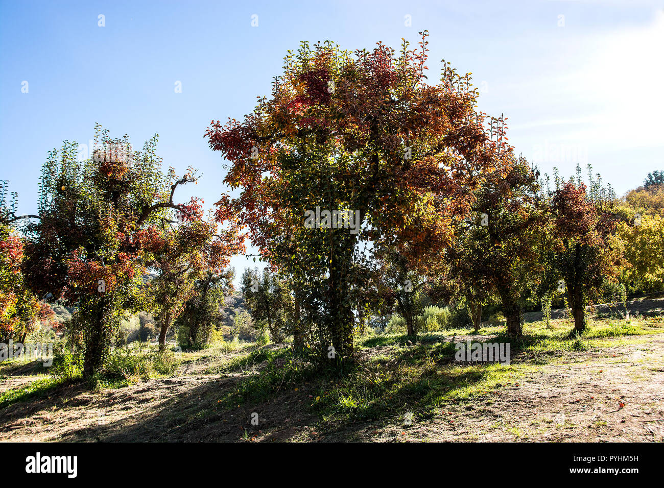 Apple orchard; Oak Glen, California, U.S.A Stock Photo - Alamy