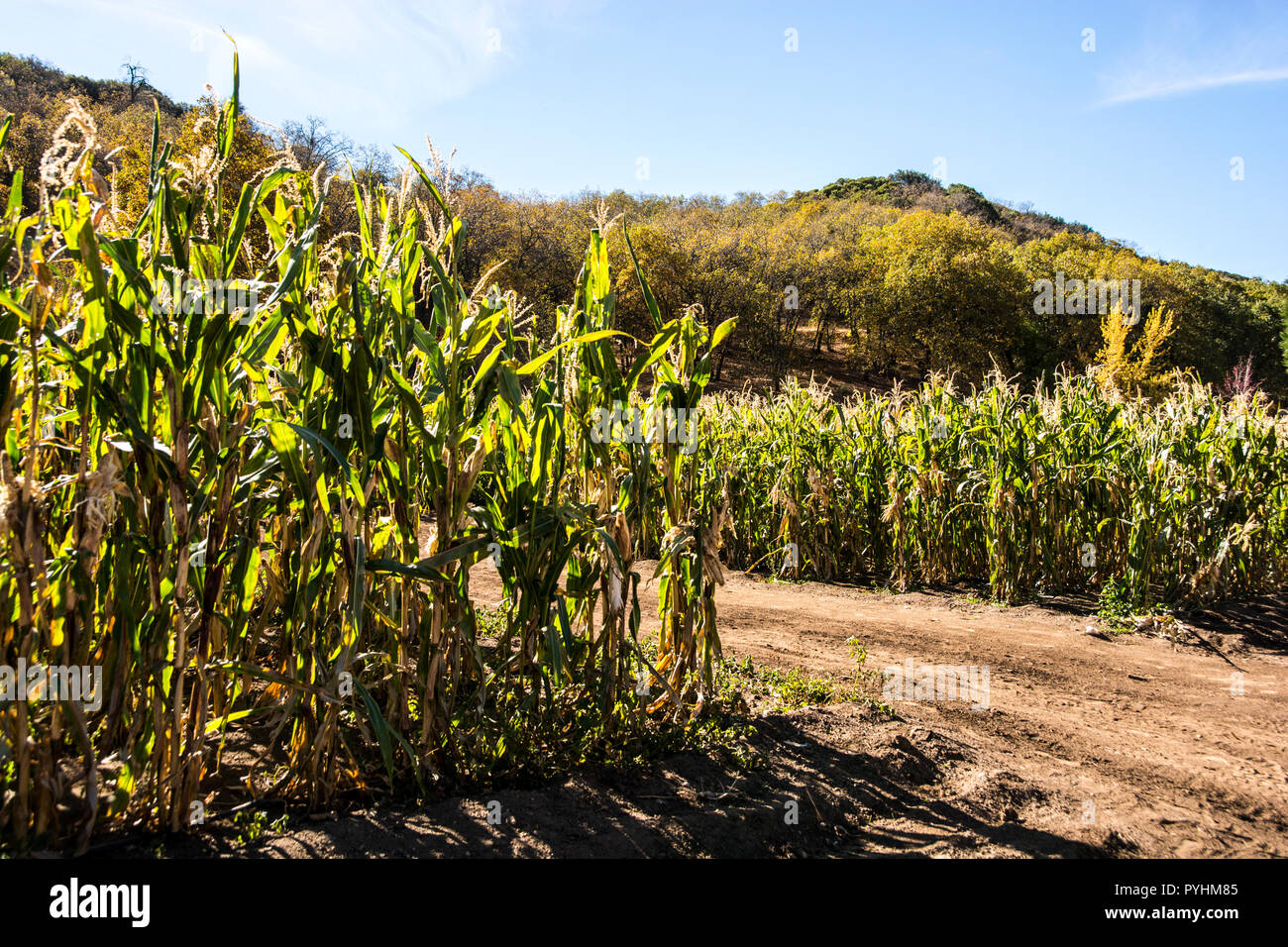 Corn fields, Oak Glen, California, U.S.A Stock Photo - Alamy