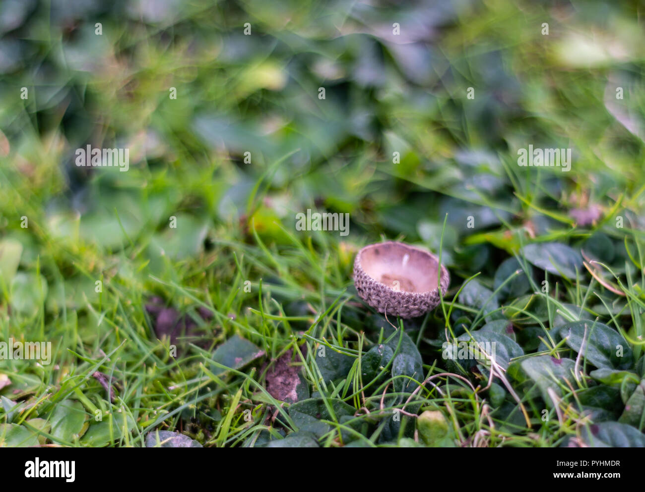 An empty acorn cup sitting on grass Stock Photo - Alamy