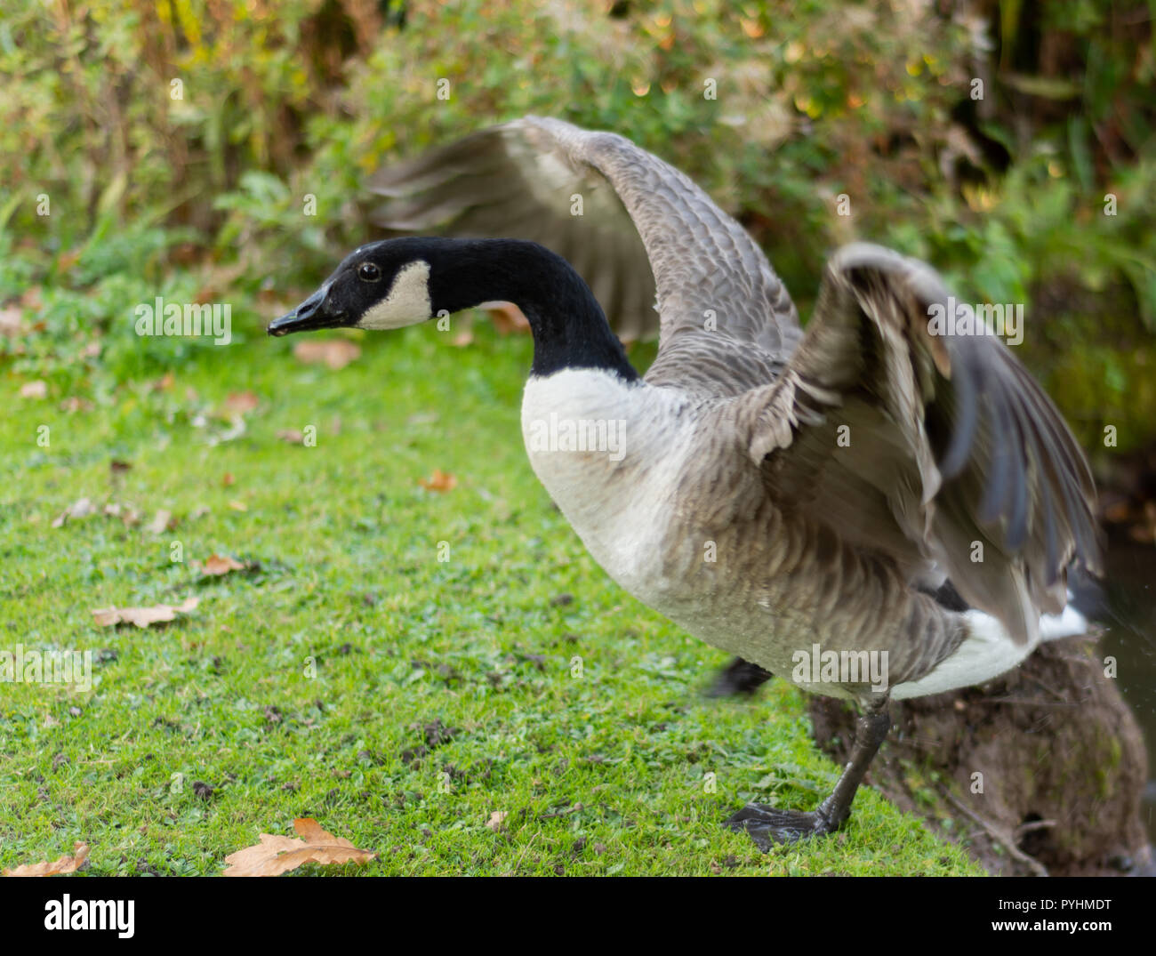 A canadian goose stretching its wings as it is getting out of the water ...