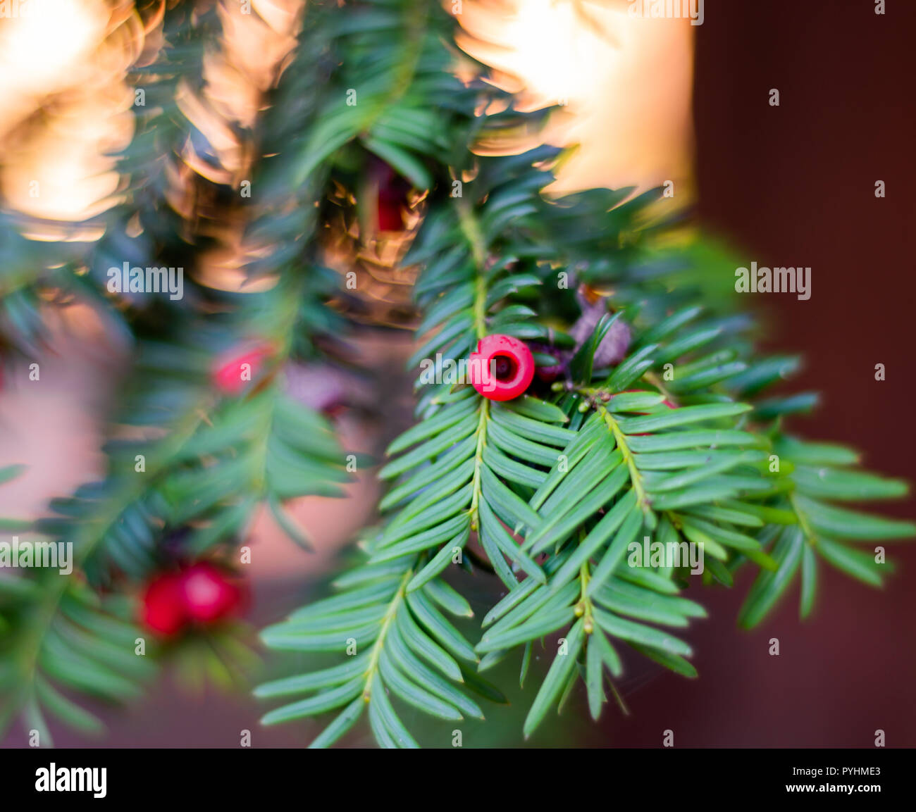 Branches of a fir tree hi-res stock photography and images - Alamy