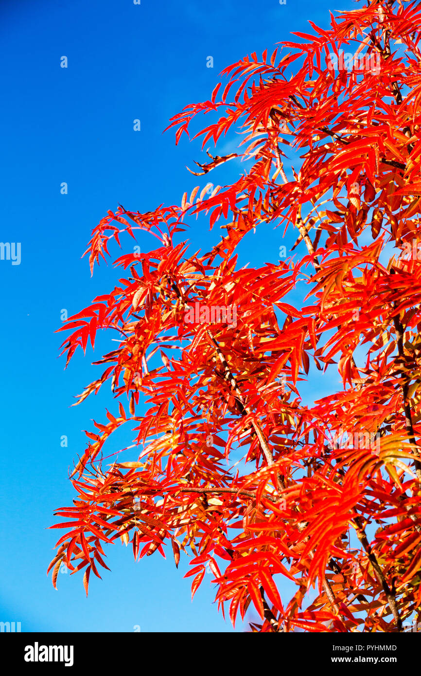 Sorbus tree ‘olympic flame’ hi-res stock photography and images - Alamy