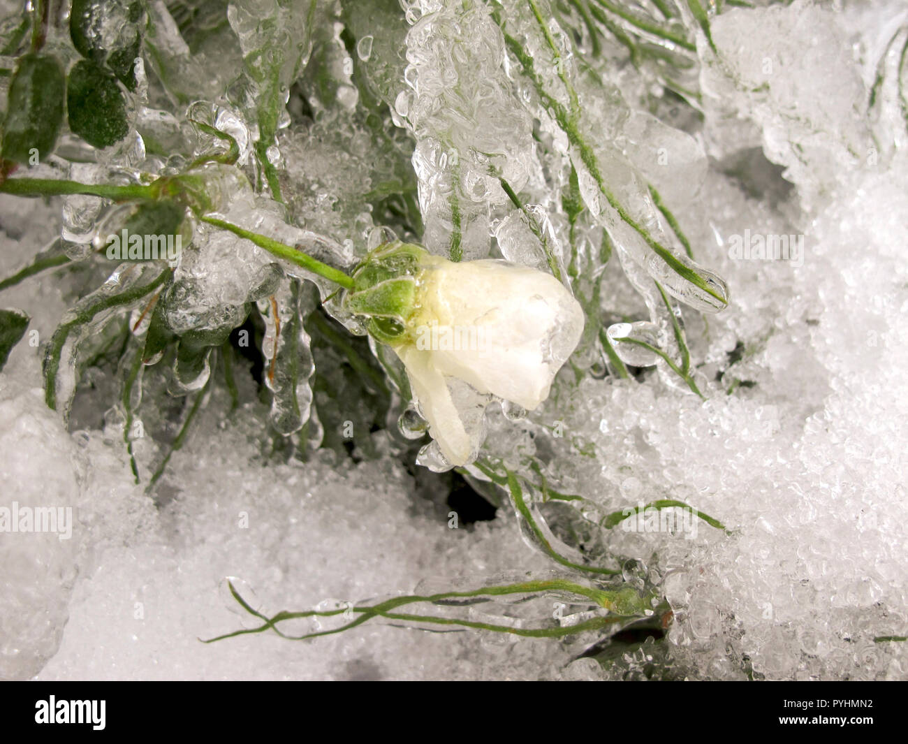 Winter in the garden. First frost, frozen white rose and drops of water ...