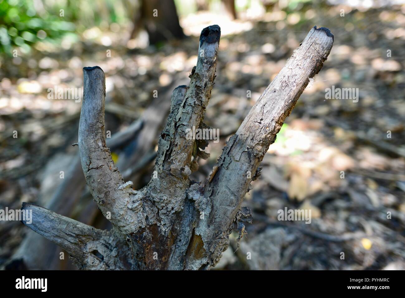 Tree roots look like hand hi-res stock photography and images - Alamy