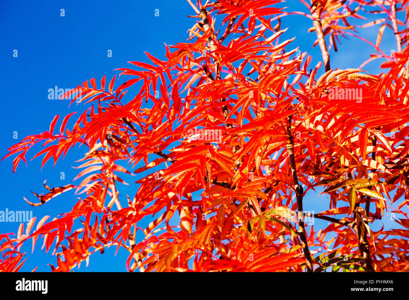Sorbus tree ‘olympic flame’ hi-res stock photography and images - Alamy