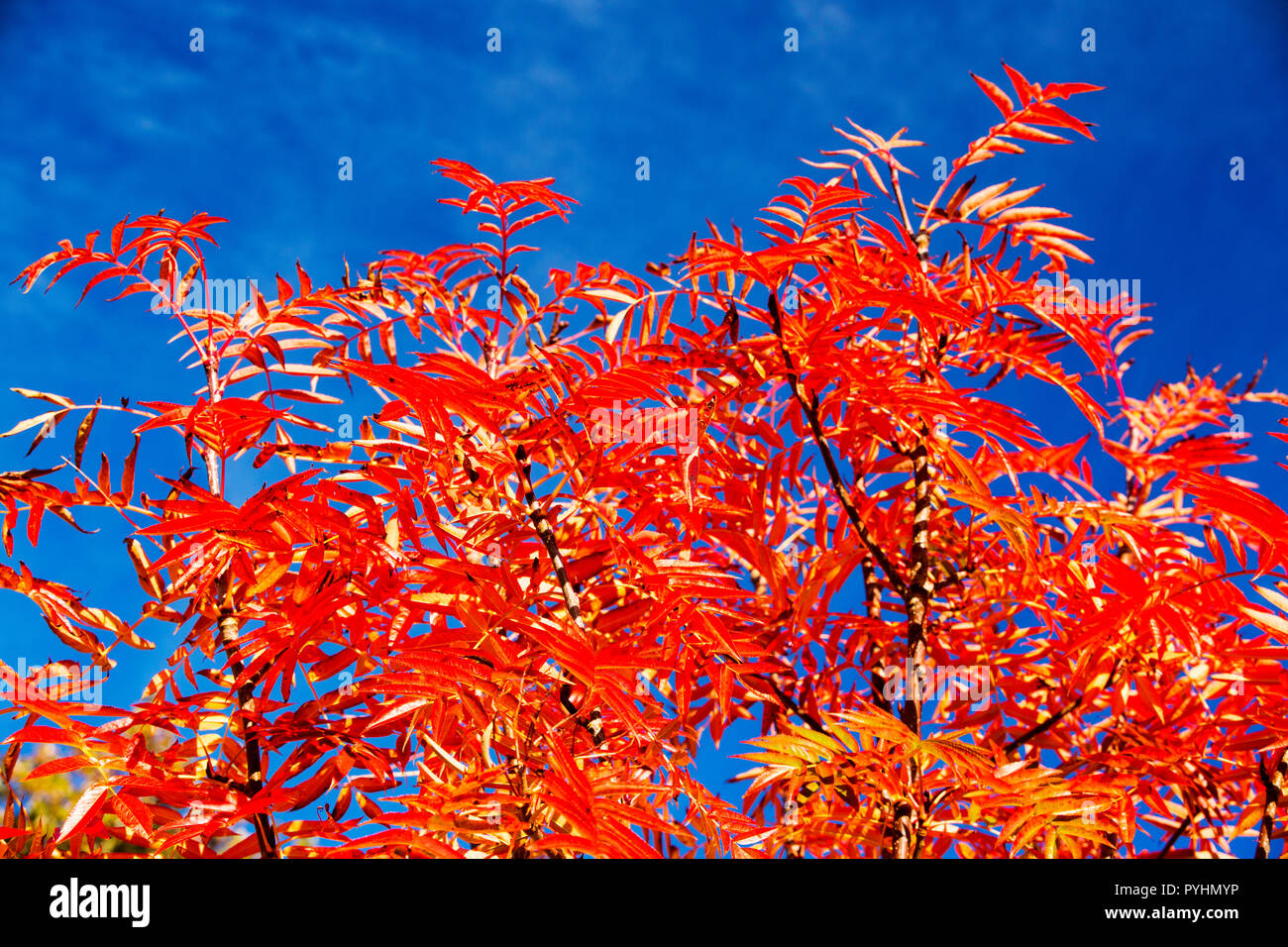 Sorbus tree ‘olympic flame’ hi-res stock photography and images - Alamy