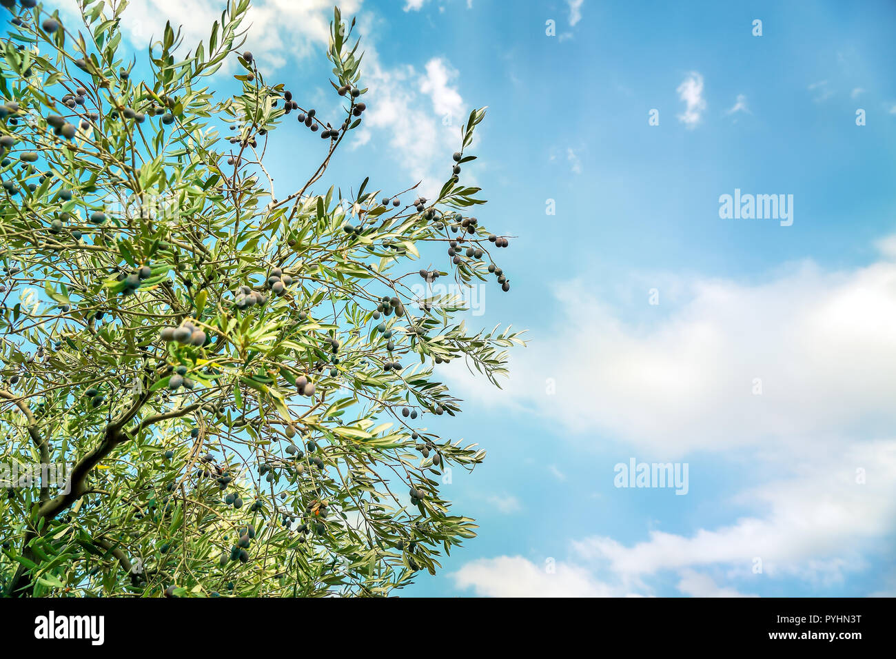 Olive tree over blue sky background, abstract natural border ...