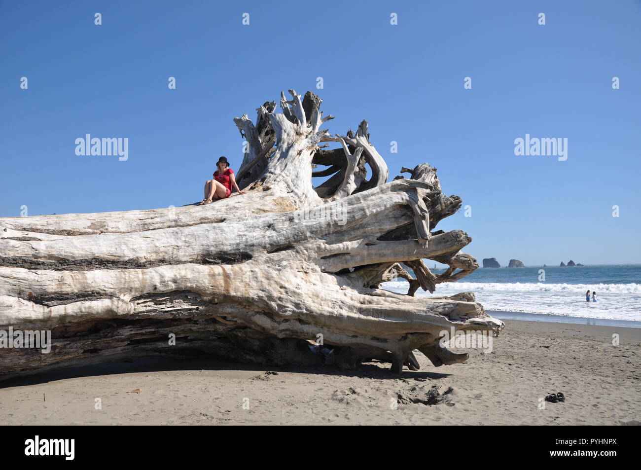 Worlds biggest driftwood log hi-res stock photography and images - Alamy