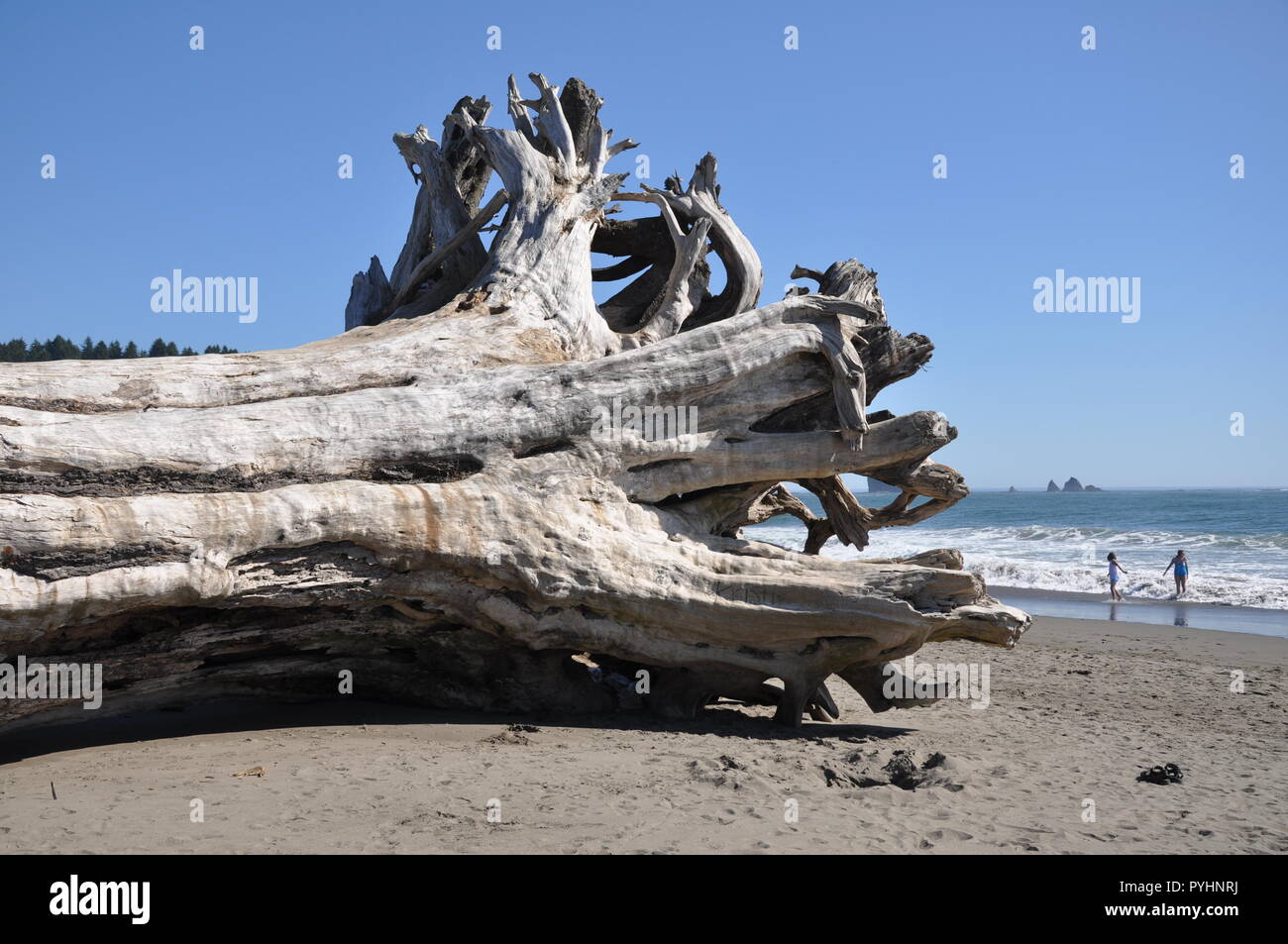 Worlds biggest driftwood log hi-res stock photography and images - Alamy