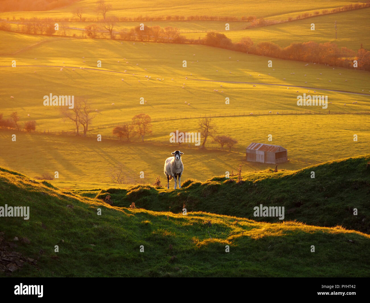 single backlit sheep in golden evening light with rolling fields beyond ...