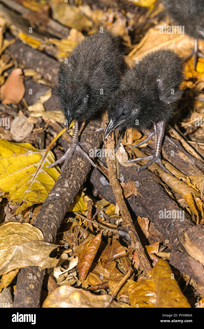 Australian forest bird hi-res stock photography and images - Alamy