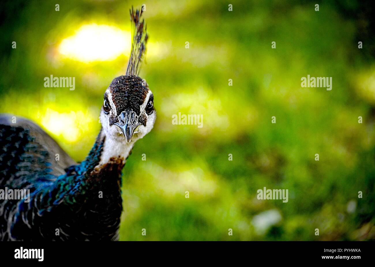 Peeking peacock face Stock Photo - Alamy