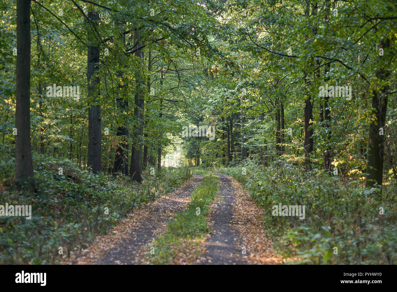 Central European deciduous forest in autumn Stock Photo - Alamy