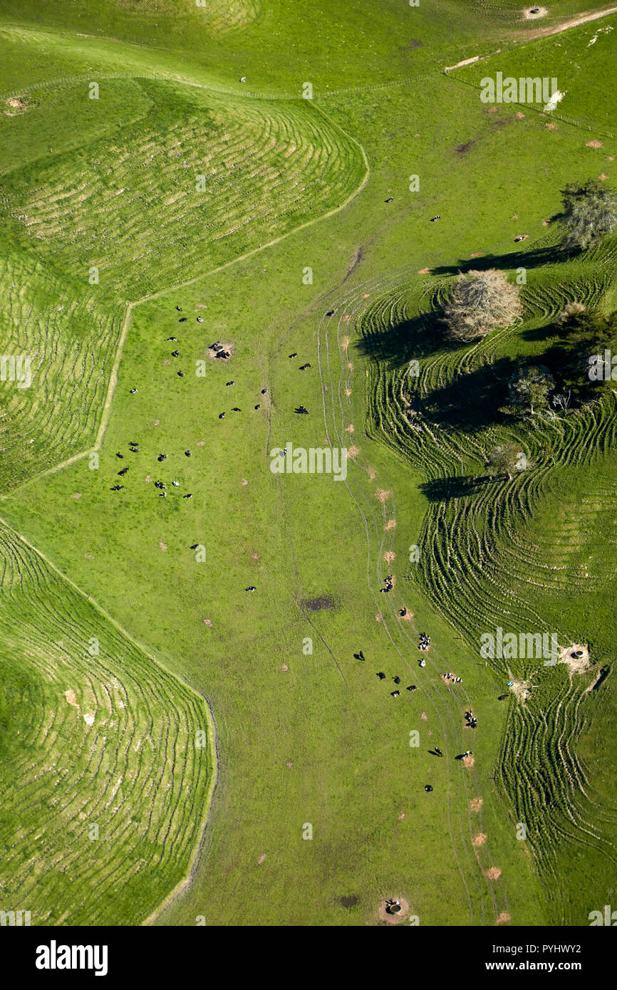 Images of cows hi-res stock photography and images - Alamy