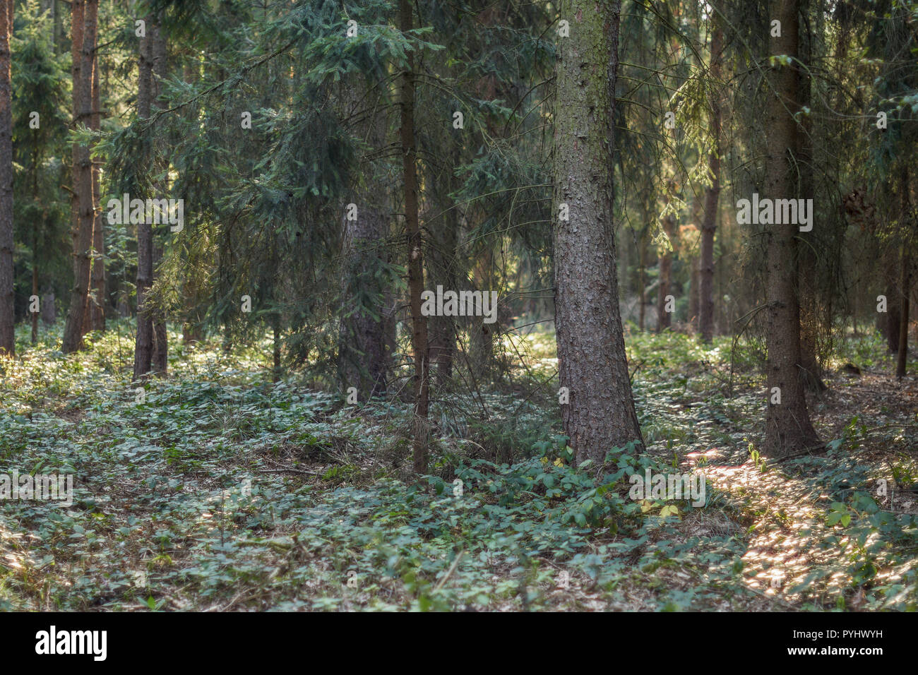 Central European deciduous forest in autumn Stock Photo - Alamy