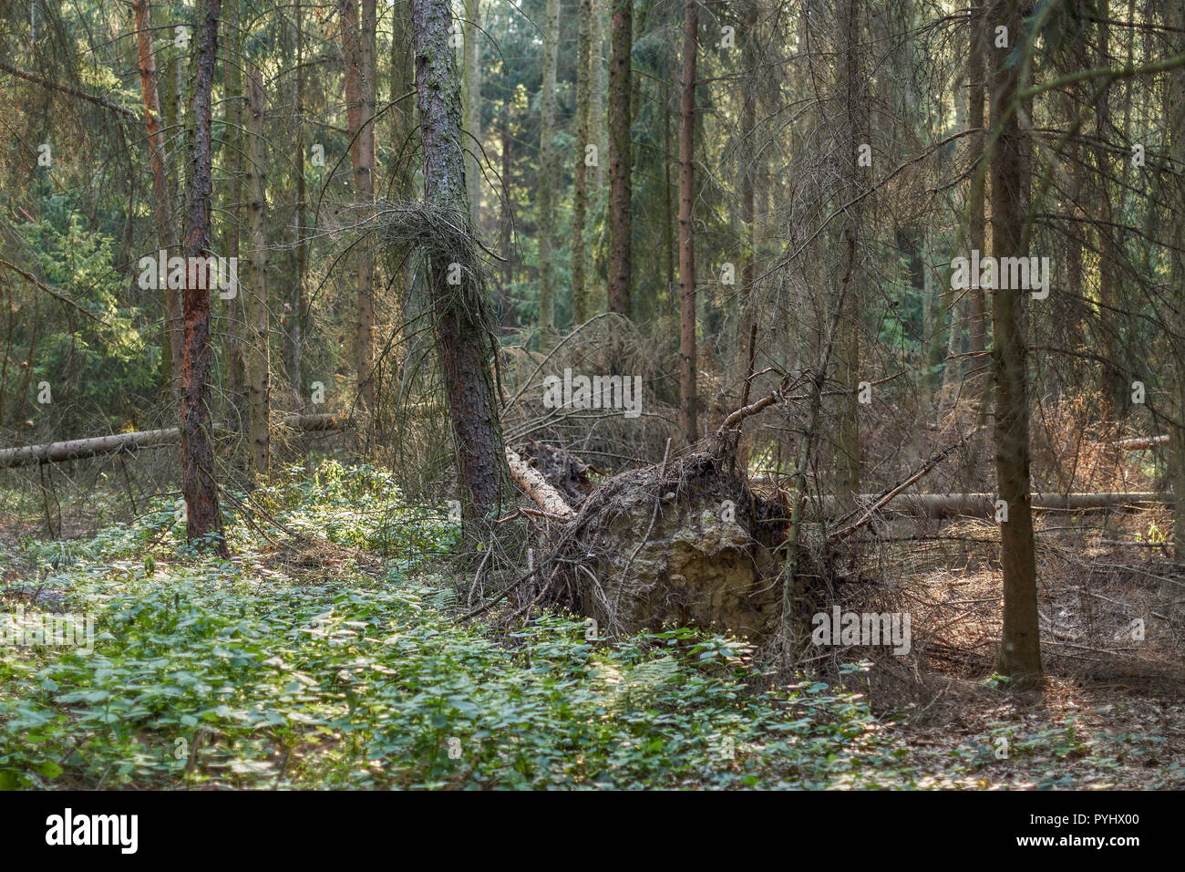 Central European deciduous forest in autumn Stock Photo - Alamy