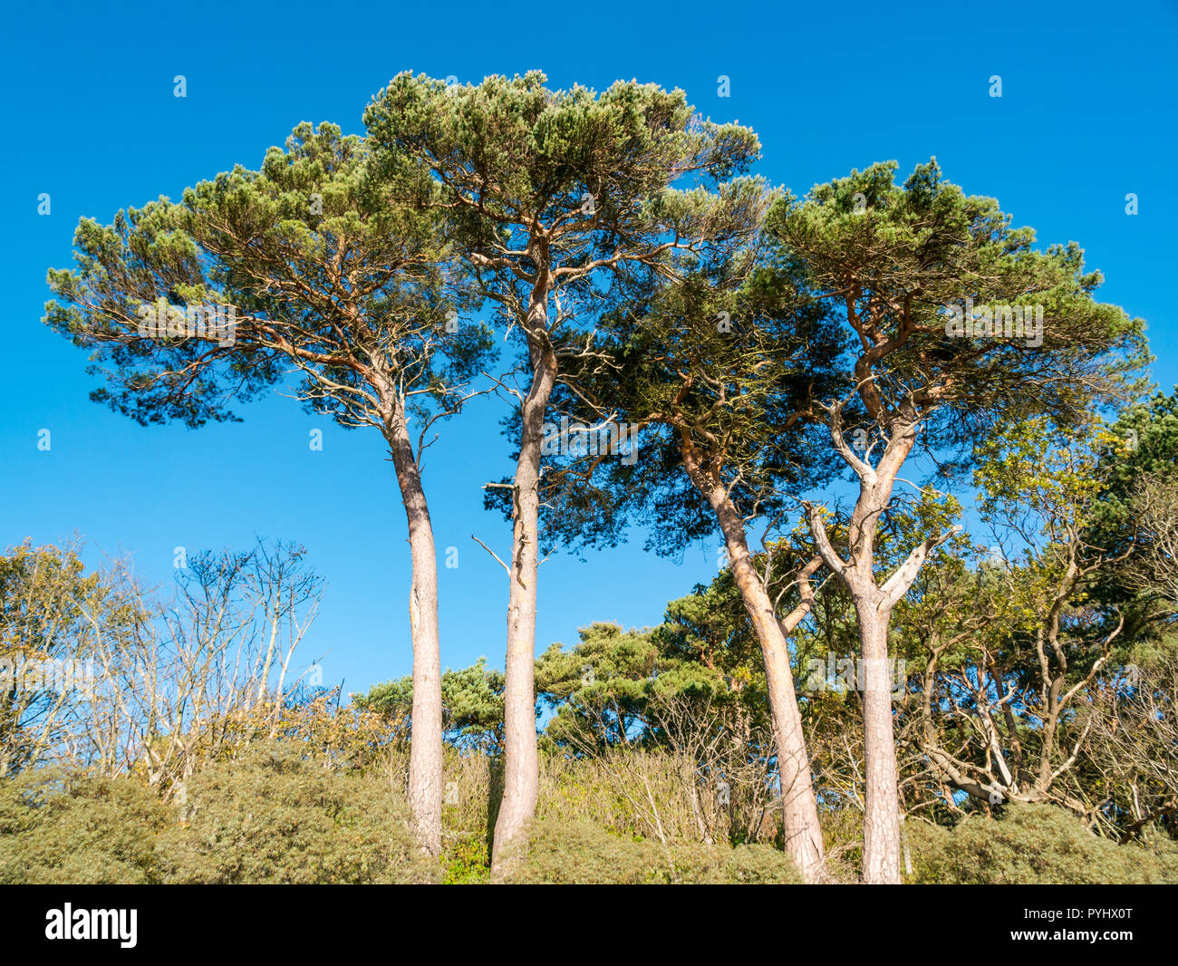 Scots pine hi-res stock photography and images - Alamy