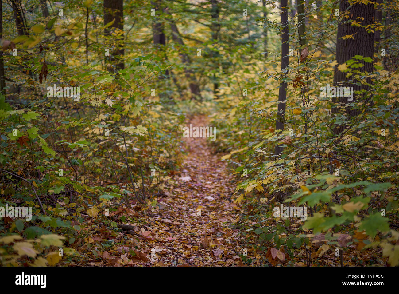 Central European deciduous forest in autumn Stock Photo - Alamy