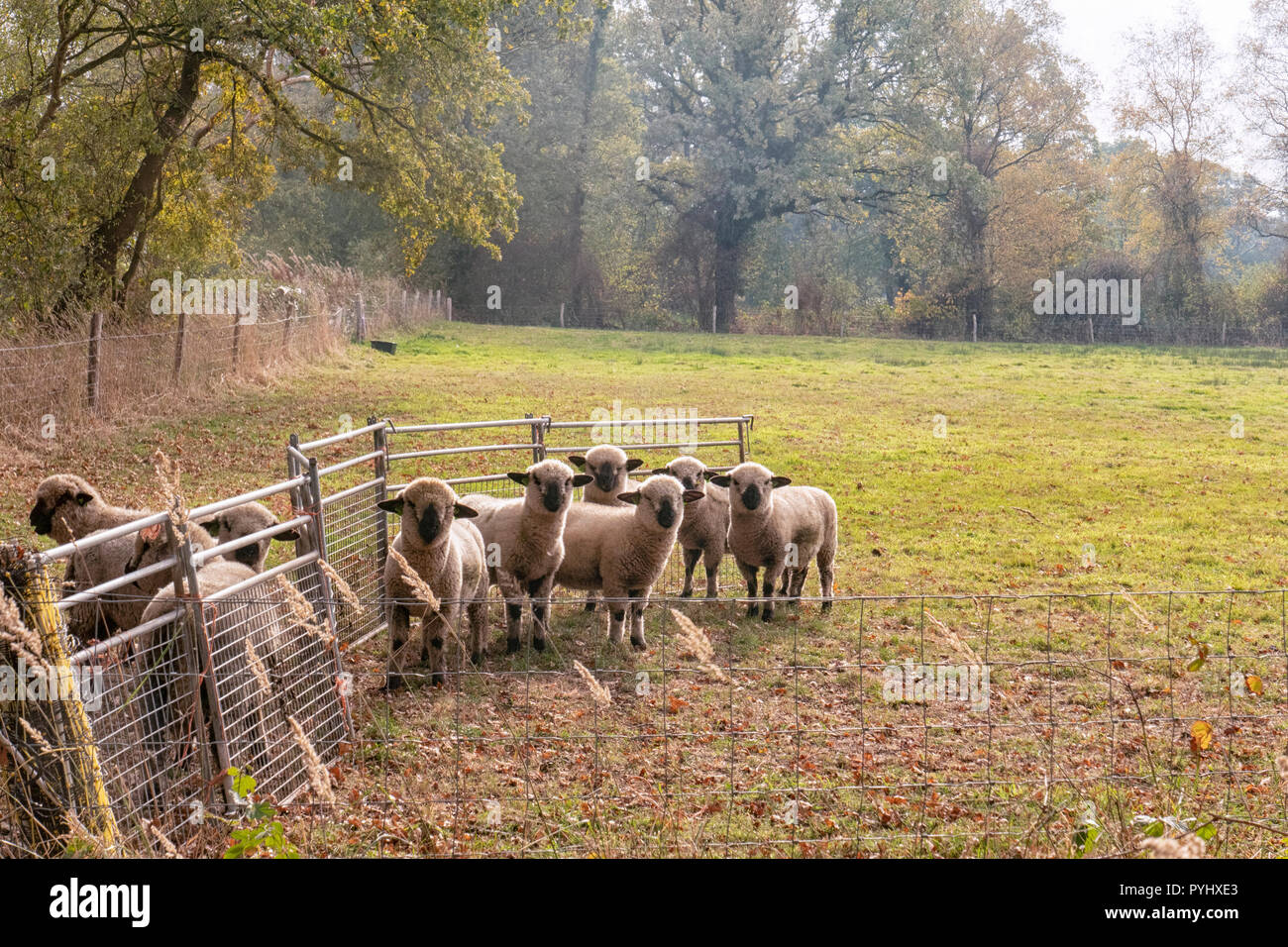Hampshire down sheep hi-res stock photography and images - Alamy