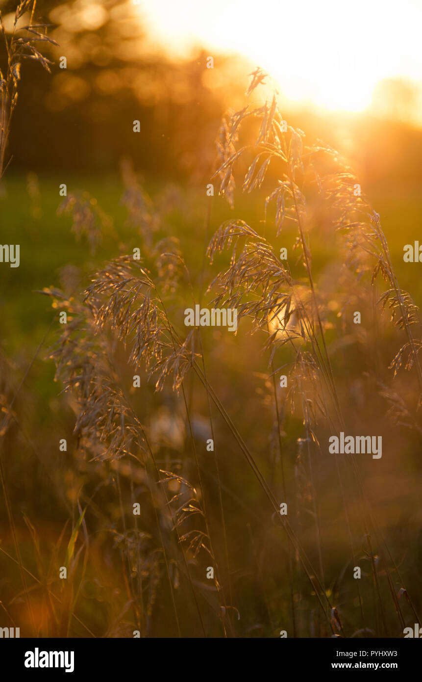 Sunshine grass hi-res stock photography and images - Alamy
