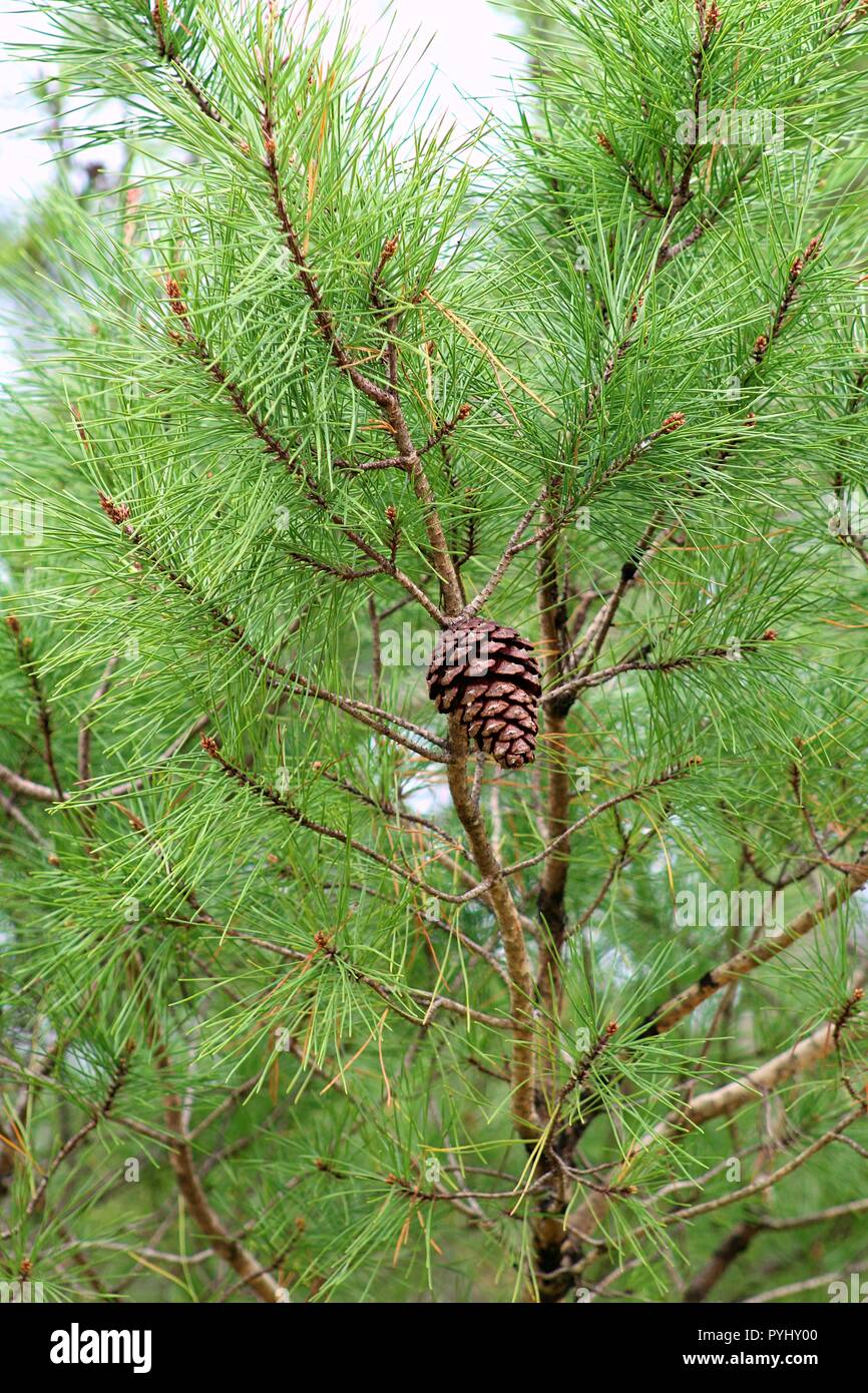 South florida pine tree hi-res stock photography and images - Alamy