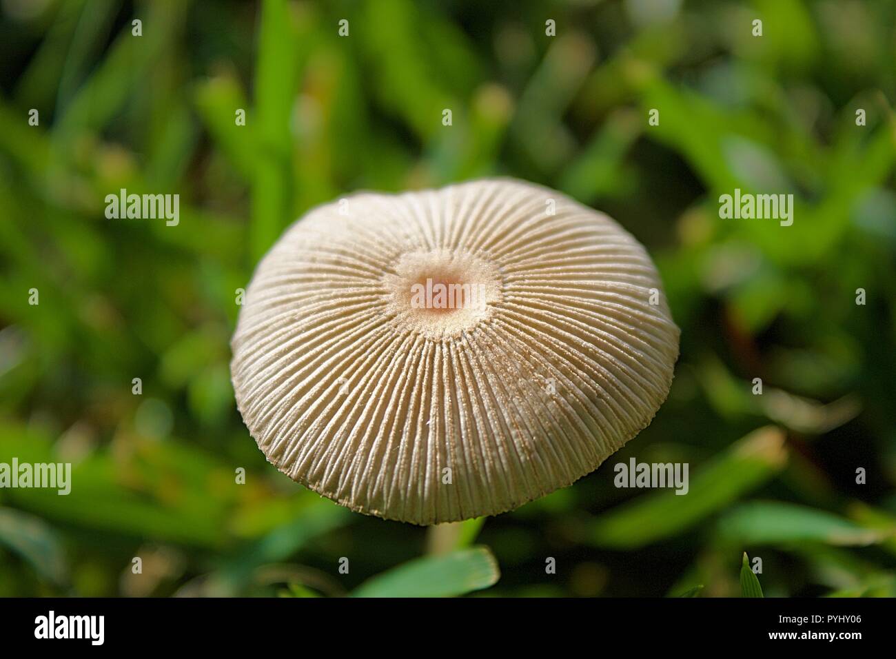 Common Mushroom High Resolution Stock Photography and Images - Alamy