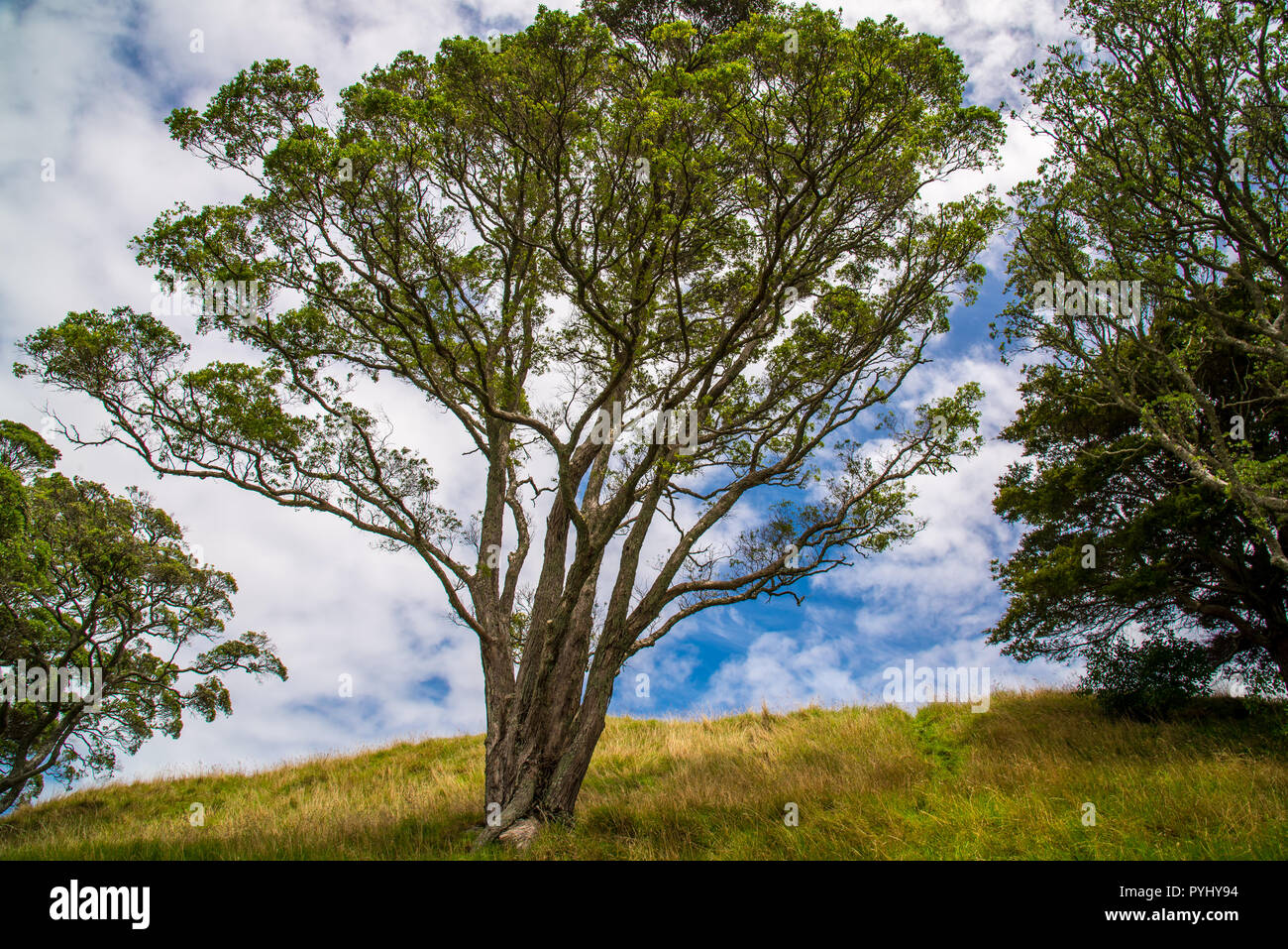 Green grass hilltop blue sky hi-res stock photography and images - Alamy
