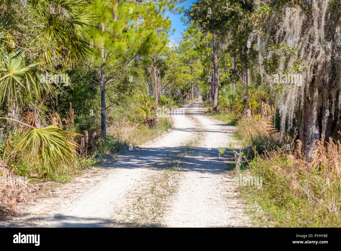 Road though Pine Flatwoods in Fred C. Babcock/Cecil M. Webb Wildlife ...