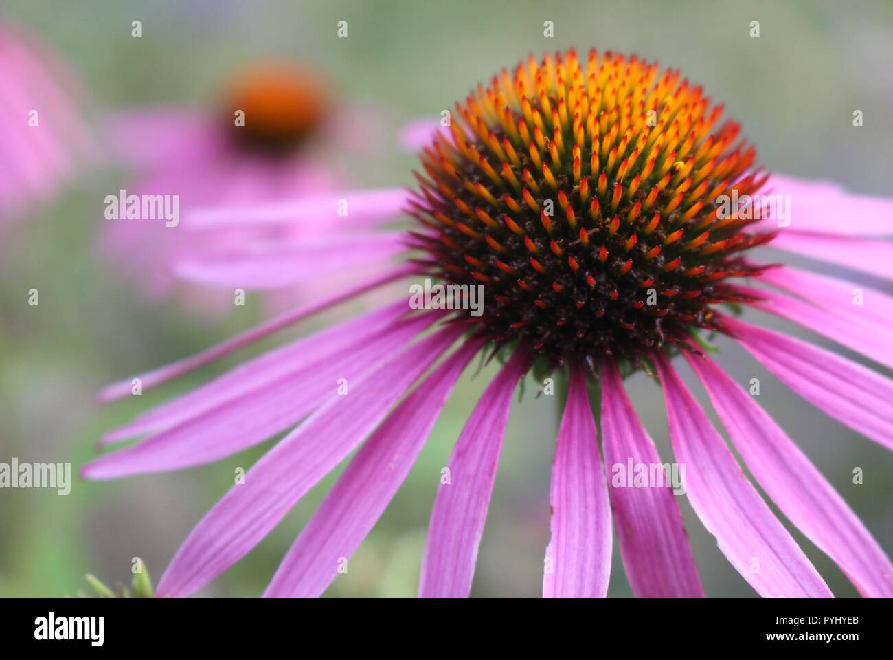 Daisy anatomy hi-res stock photography and images - Alamy