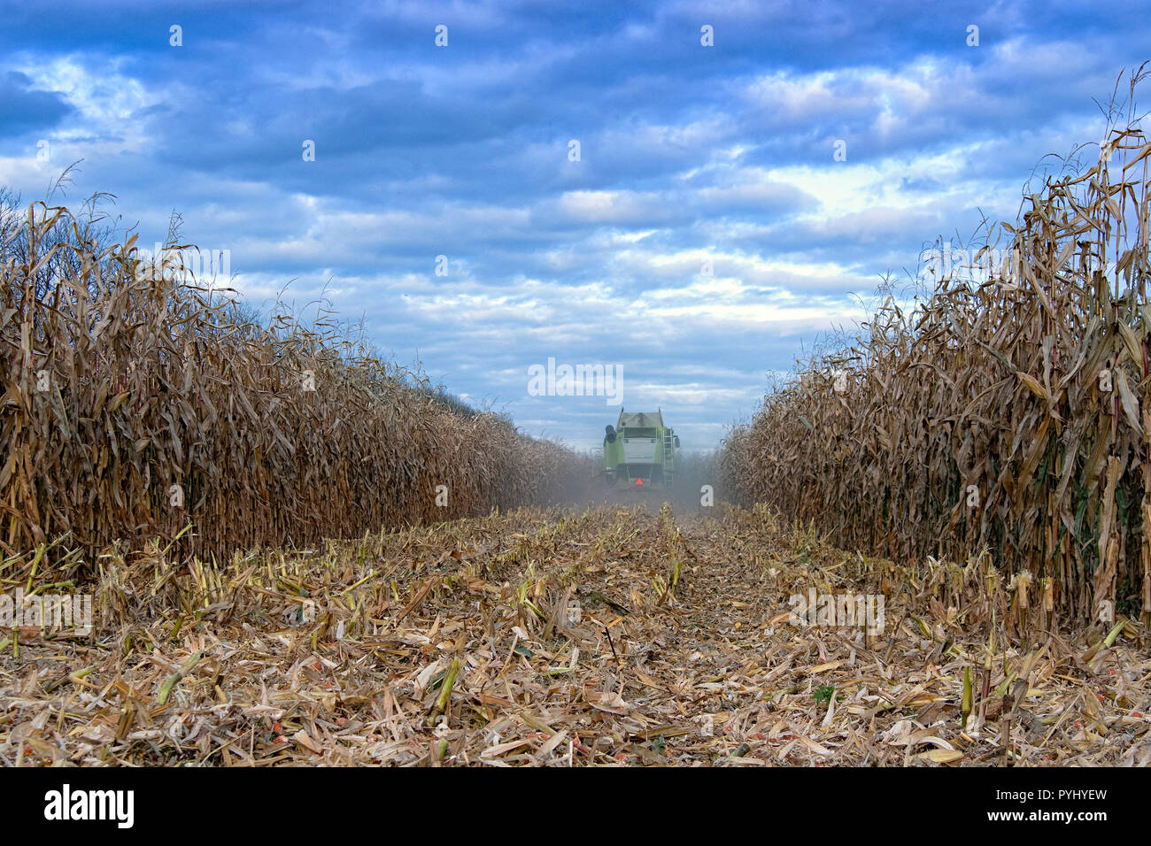 Harvesting field corn hi-res stock photography and images - Alamy