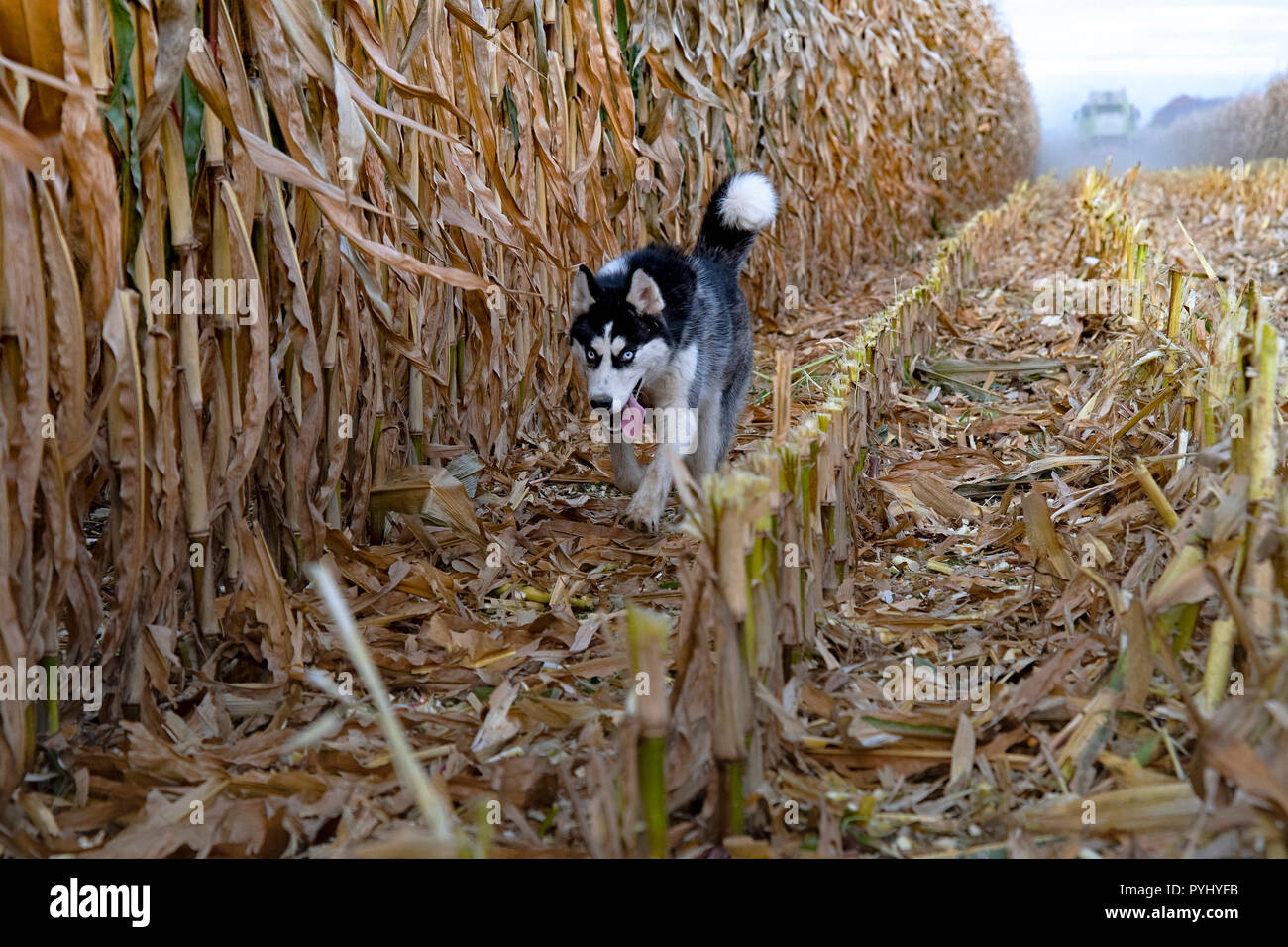 siberian husky runs on a corn field Stock Photo - Alamy