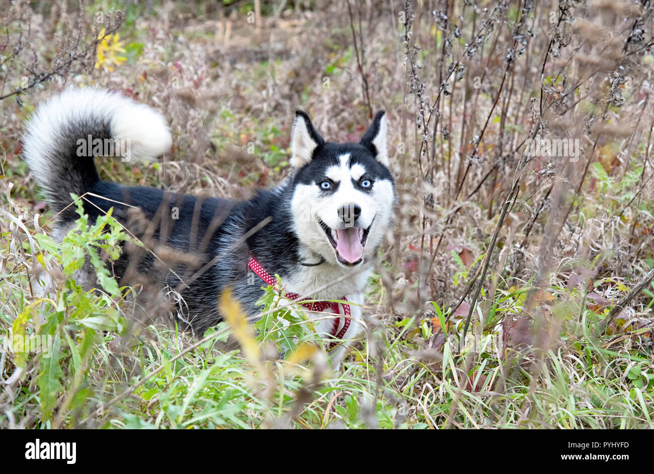 Siberian husky in the autumn grass Stock Photo - Alamy
