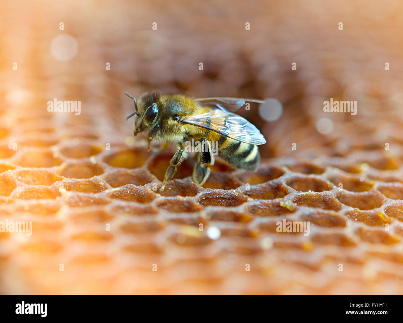 Bee on honeycomb hi-res stock photography and images - Alamy