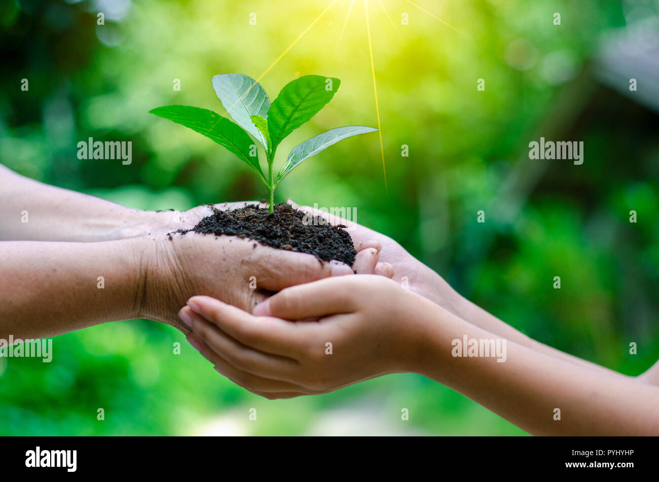 Adults Baby Hand tree environment Earth Day In the hands of trees ...
