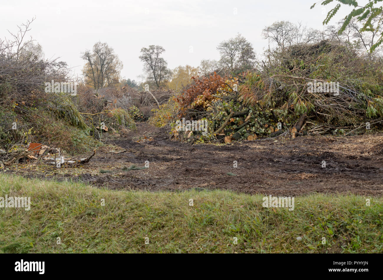 Dump trash from waste wood. The trunks and branches of the tree piled ...