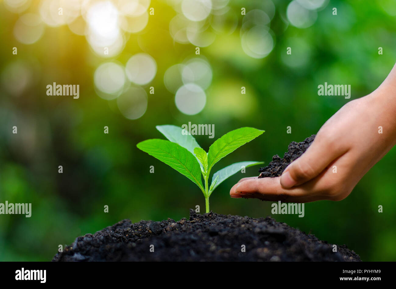 In the hands of trees growing seedlings. Bokeh green Background Female ...