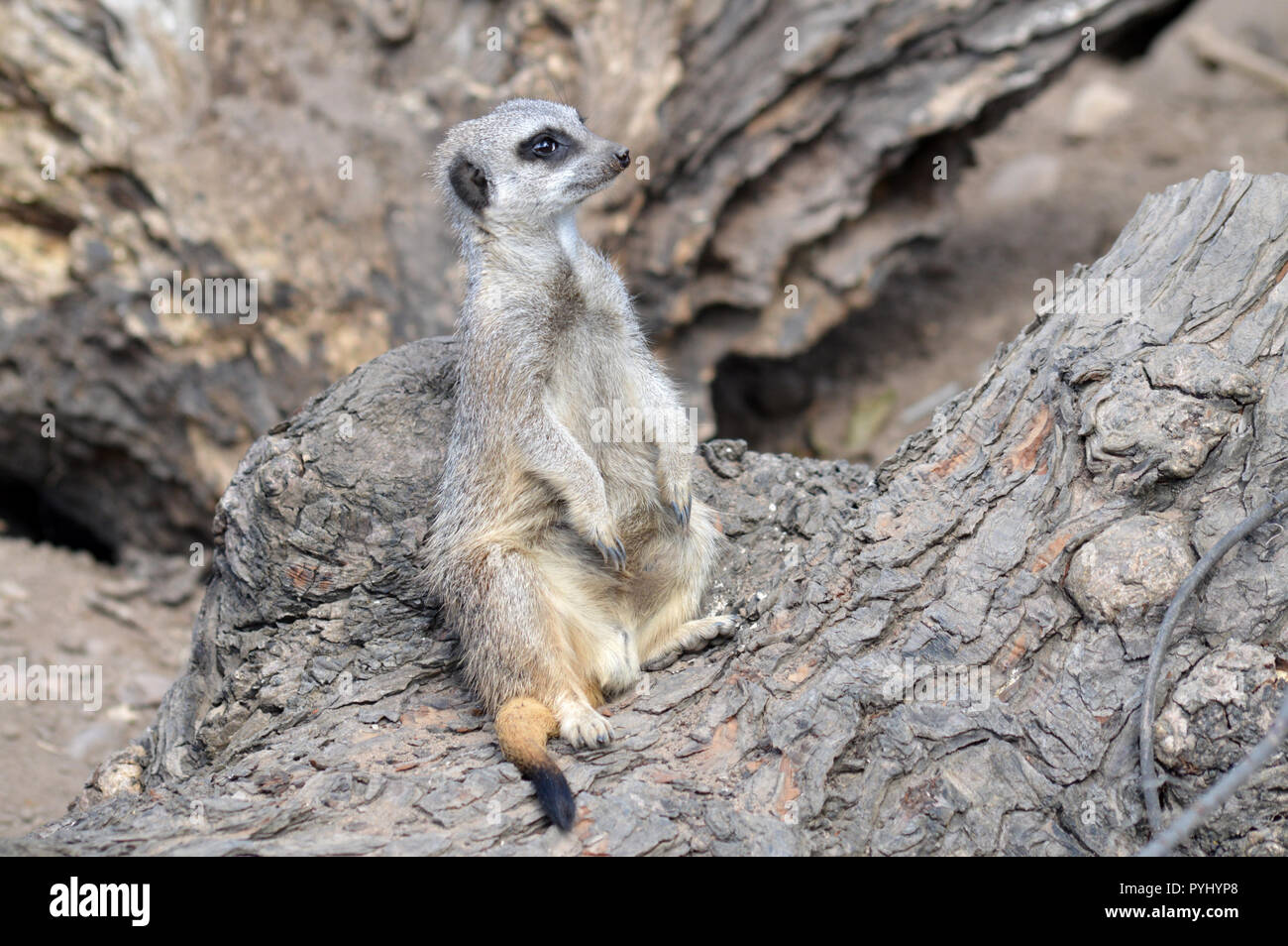 Very vocal mammals hi-res stock photography and images - Alamy