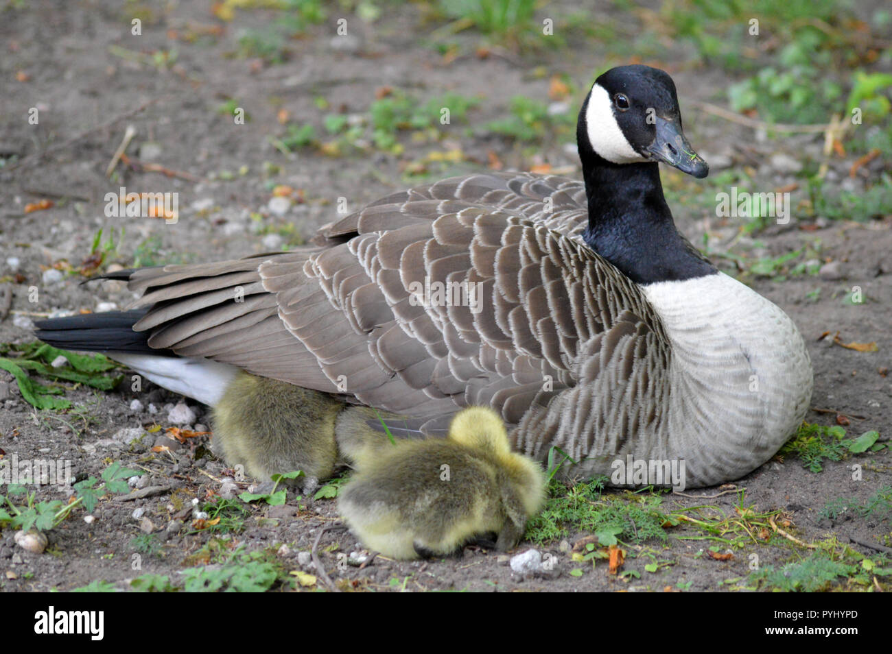 Canada Goose with her young Stock Photo - Alamy